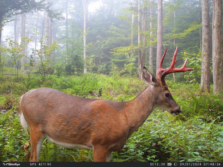 WiseEye DataCam - Wise Eye Data Cam